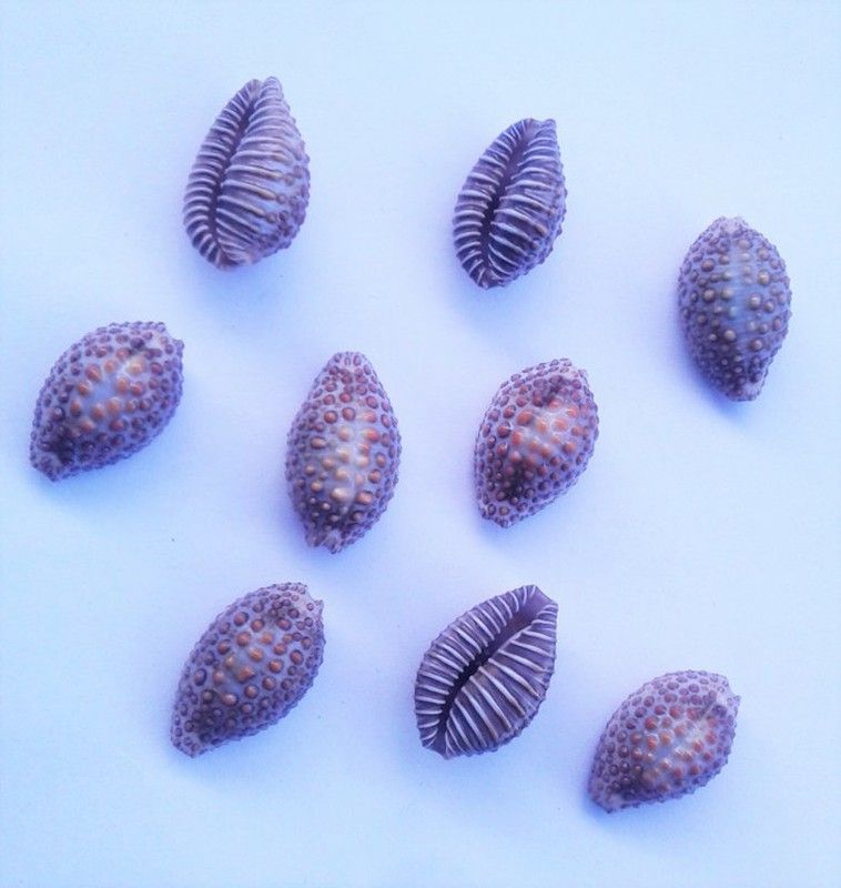 Jenneria pustulata (grande/ large) — litosphera