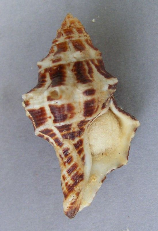 Latirus belcheri — litosphera