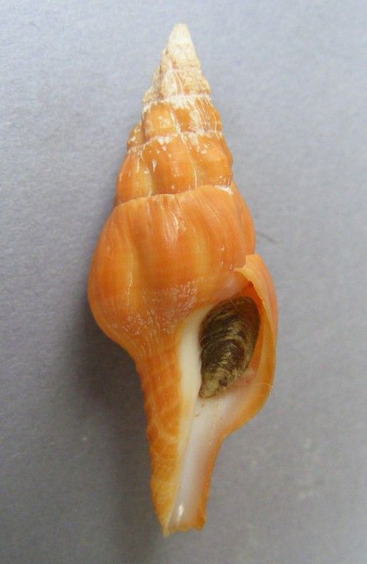 Latirus mediamericanus — litosphera