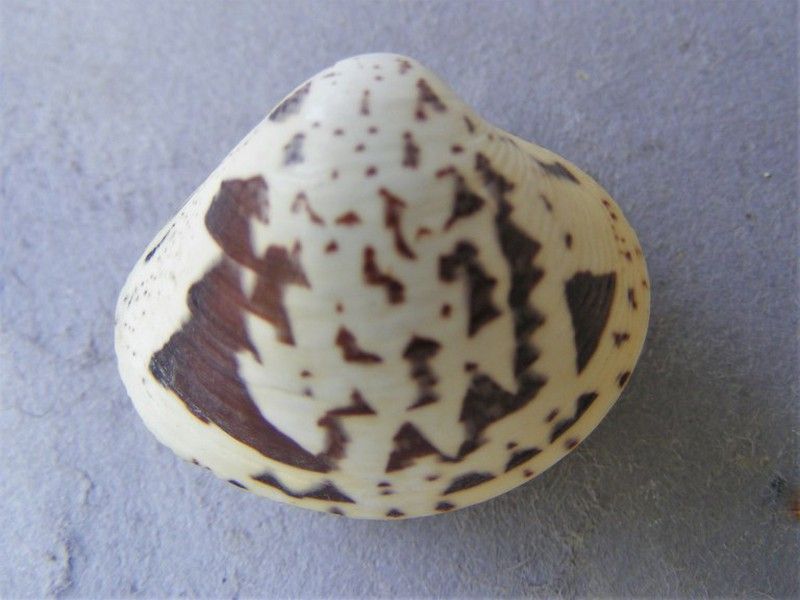 Lioconcha fastigiata — litosphera