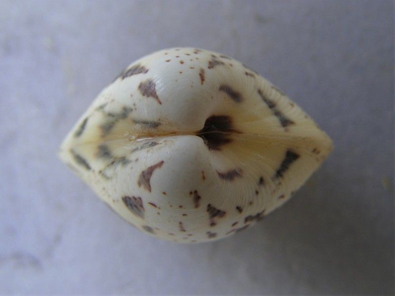 Lioconcha fastigiata — litosphera