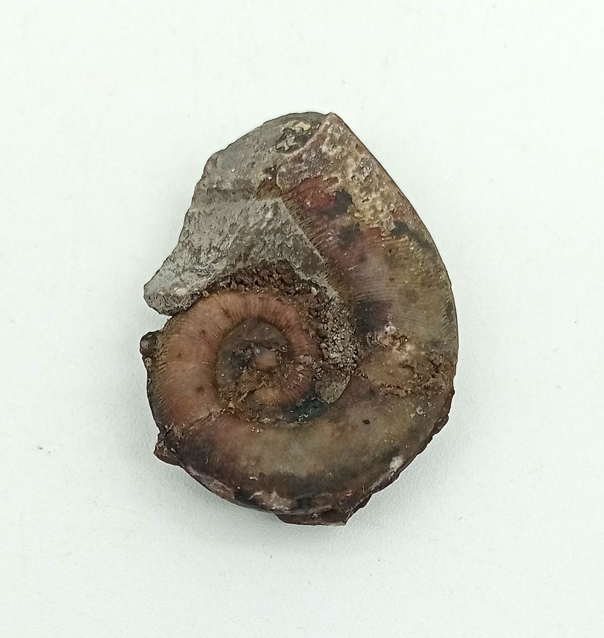 Especimen de Lituites cuyas medidas son: 42x37x12 milímetros. Período ...