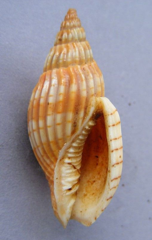 Lyria delessertiana — litosphera