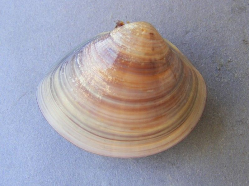 Meretrix meretrix — litosphera