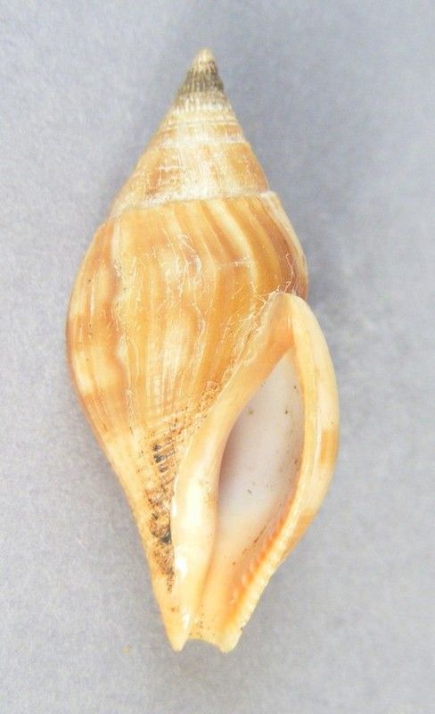Metula cumingii — litosphera