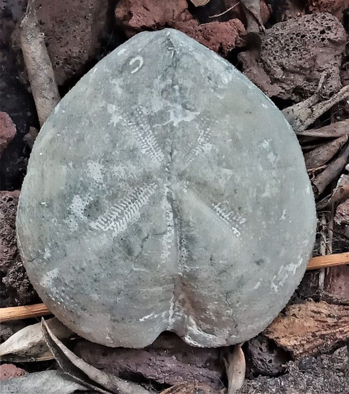 Micraster glyphus — litosphera