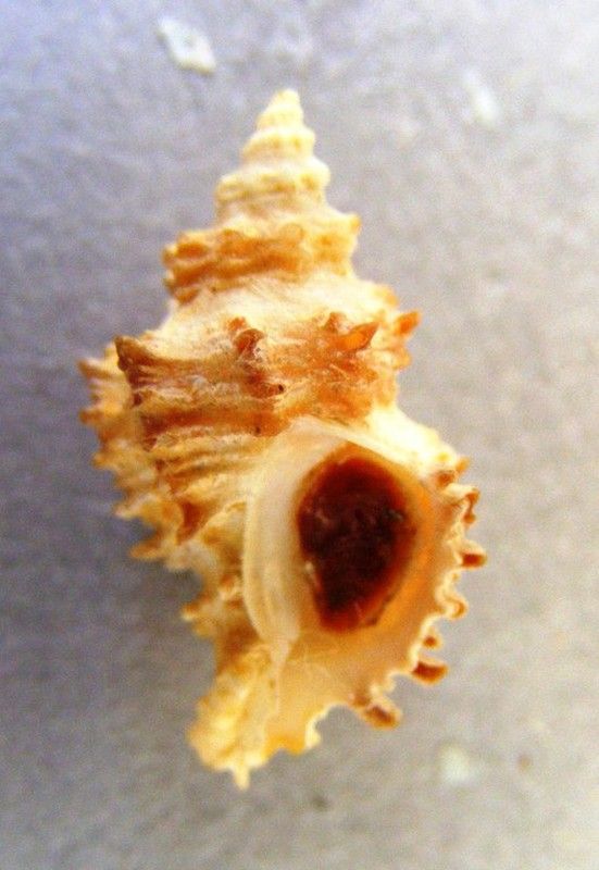 Muricopsis umbilicatus — litosphera