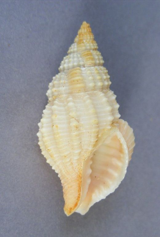 Nassaria coromandeliana — litosphera