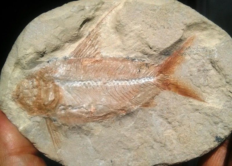 Nematonotus longispinus — litosphera