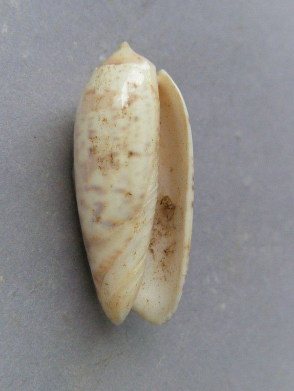 Oliva irisans f. concinna — litosphera