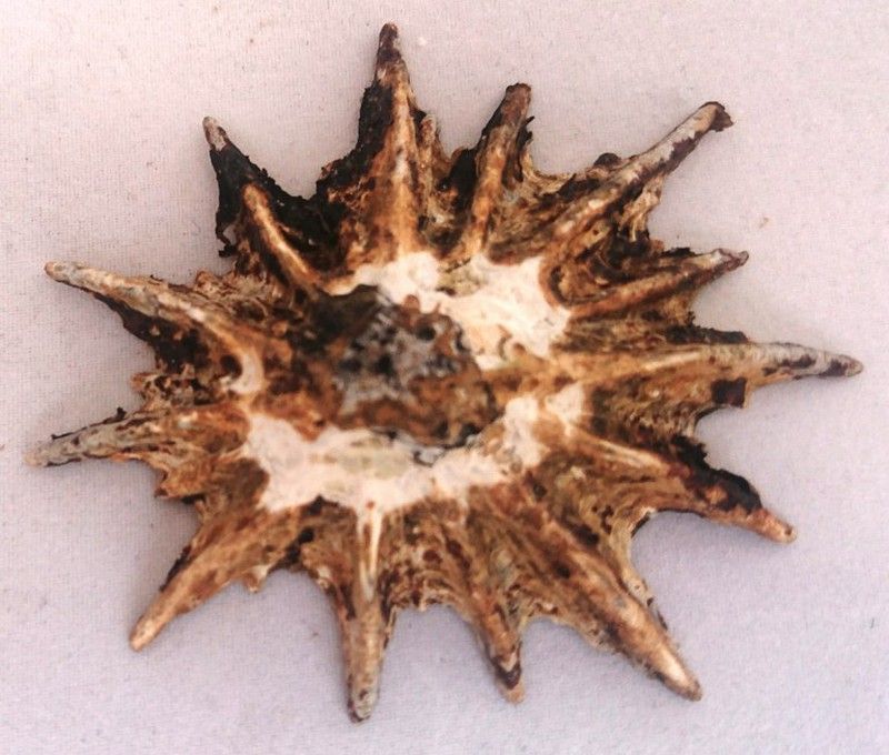 Patella longicosta Sudafrica — litosphera