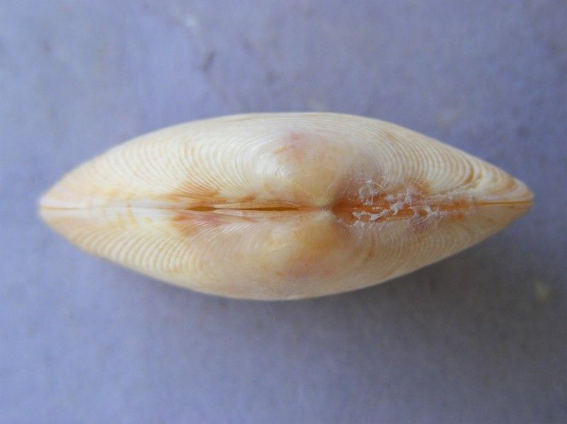 Polititapes durus — litosphera