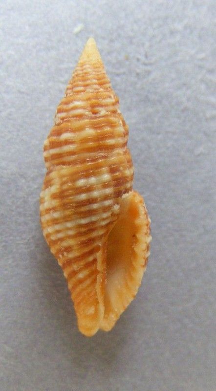 Prodotia crocata — litosphera