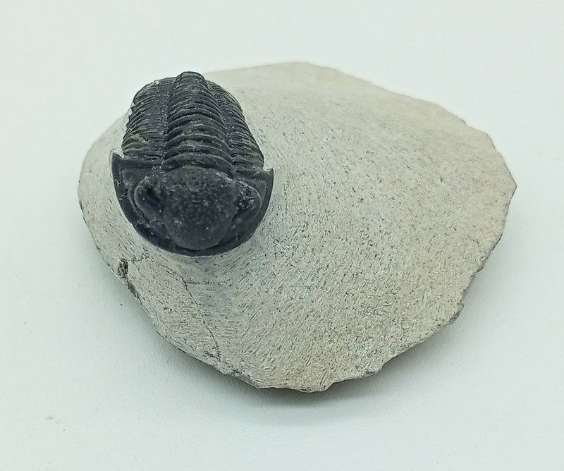 Medidas del espécimen: 25x18 mm. La matriz es de roca caliza y mide ...