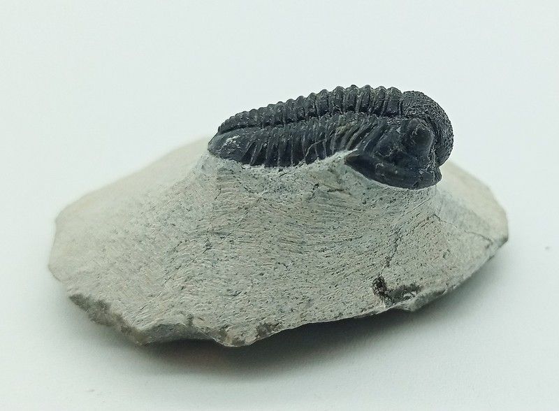 Medidas del espécimen: 25x18 mm. La matriz es de roca caliza y mide ...