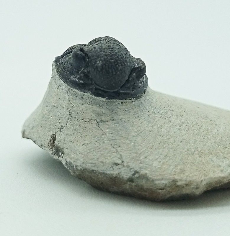 Medidas del espécimen: 25x18 mm. La matriz es de roca caliza y mide ...