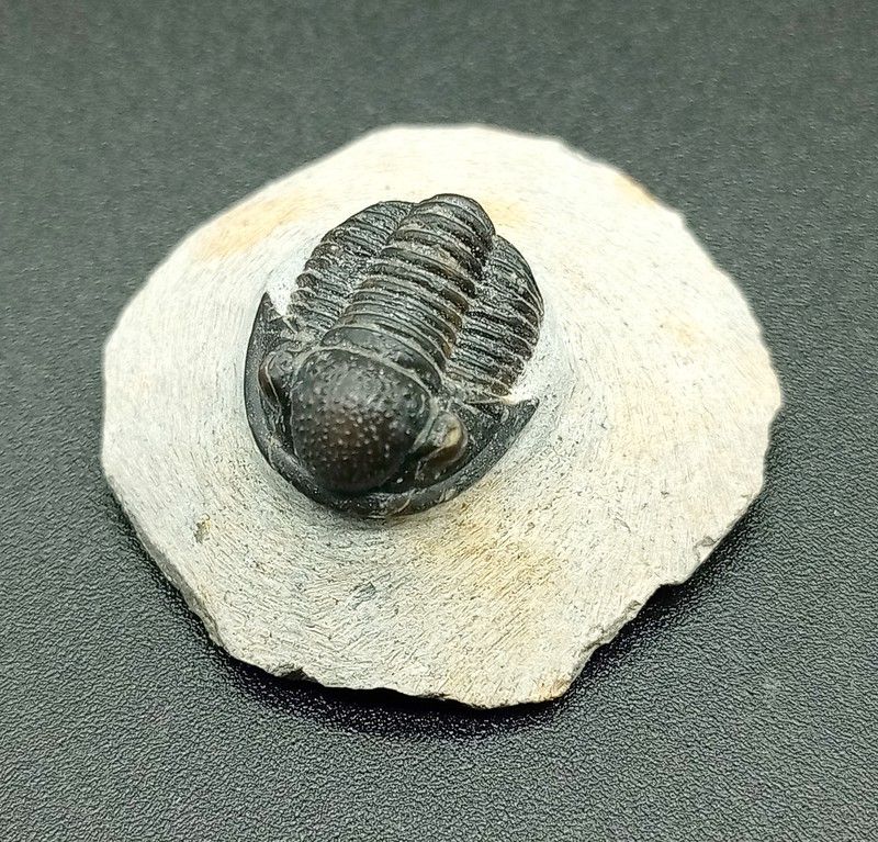 Medidas del espécimen: 22x17 mm. La matriz es de roca caliza y mide ...