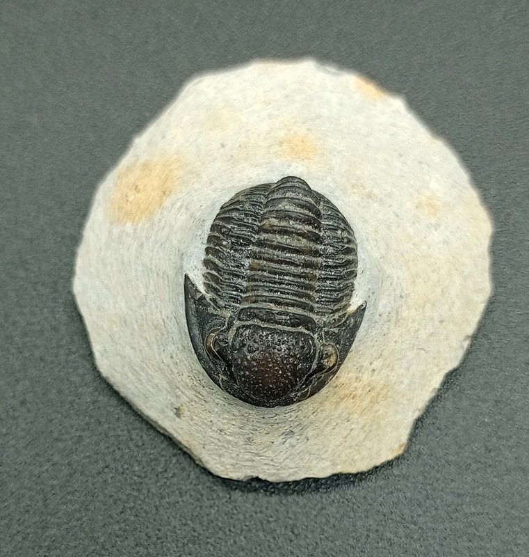 Medidas del espécimen: 22x17 mm. La matriz es de roca caliza y mide ...