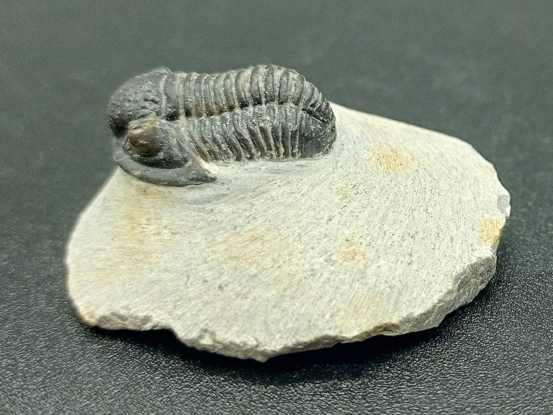 Medidas del espécimen: 22x17 mm. La matriz es de roca caliza y mide ...