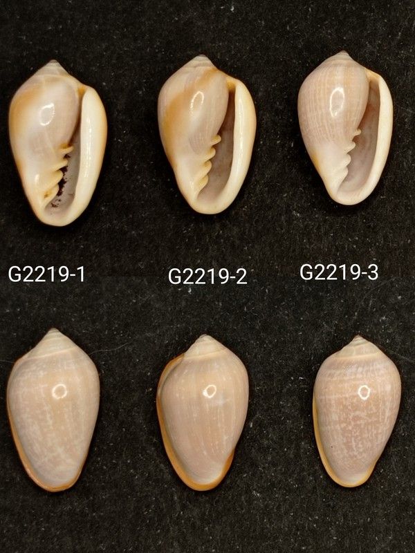 Prunum curtum — litosphera