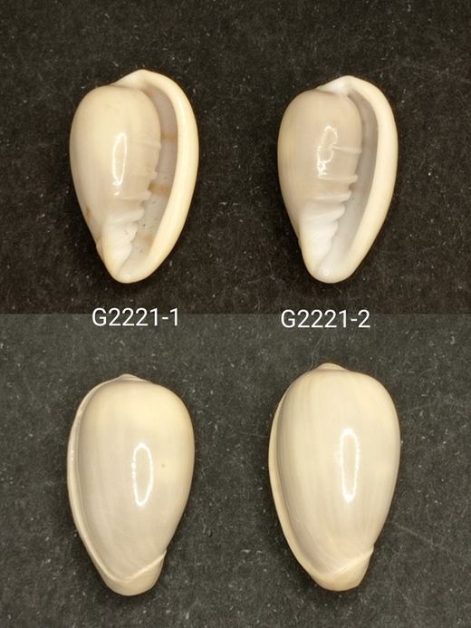 Prunum marginatus — litosphera