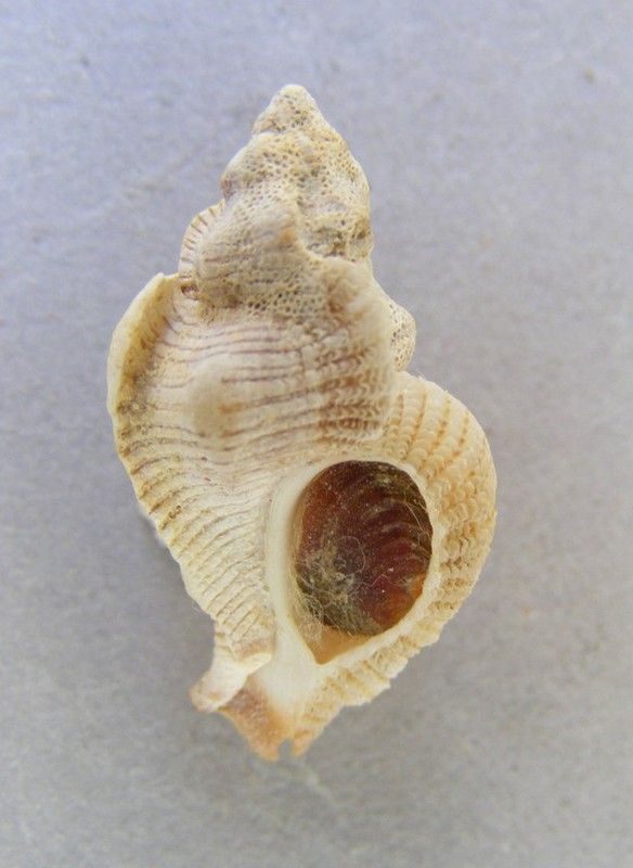 Pteropurpura festiva — litosphera