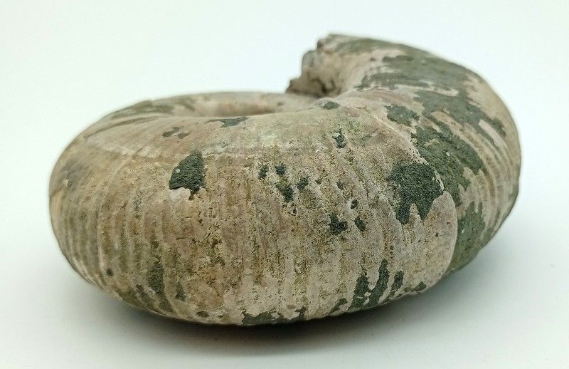 Dimensiones del ejemplar: 112x92x47 mm. Nivel estratigráfico: Albiense ...