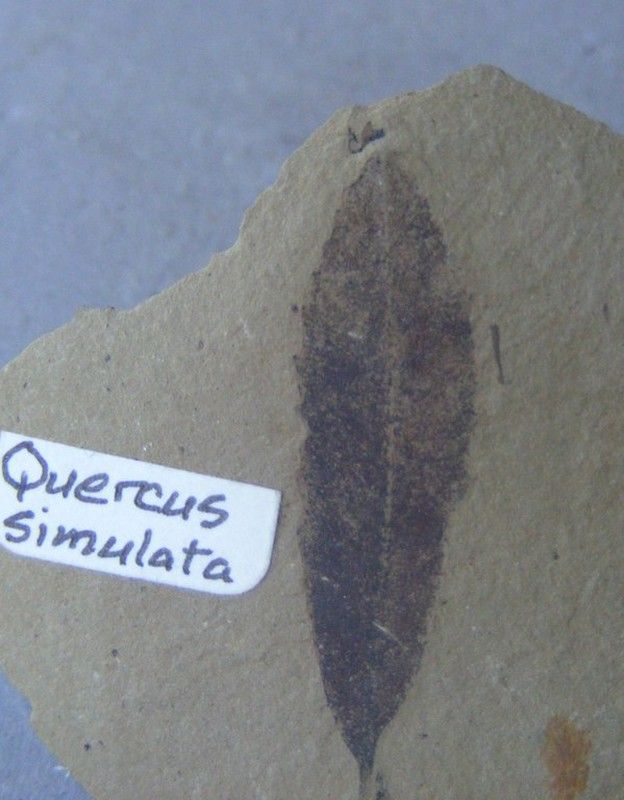 Quercus simulata (Hoja fósil) — litosphera
