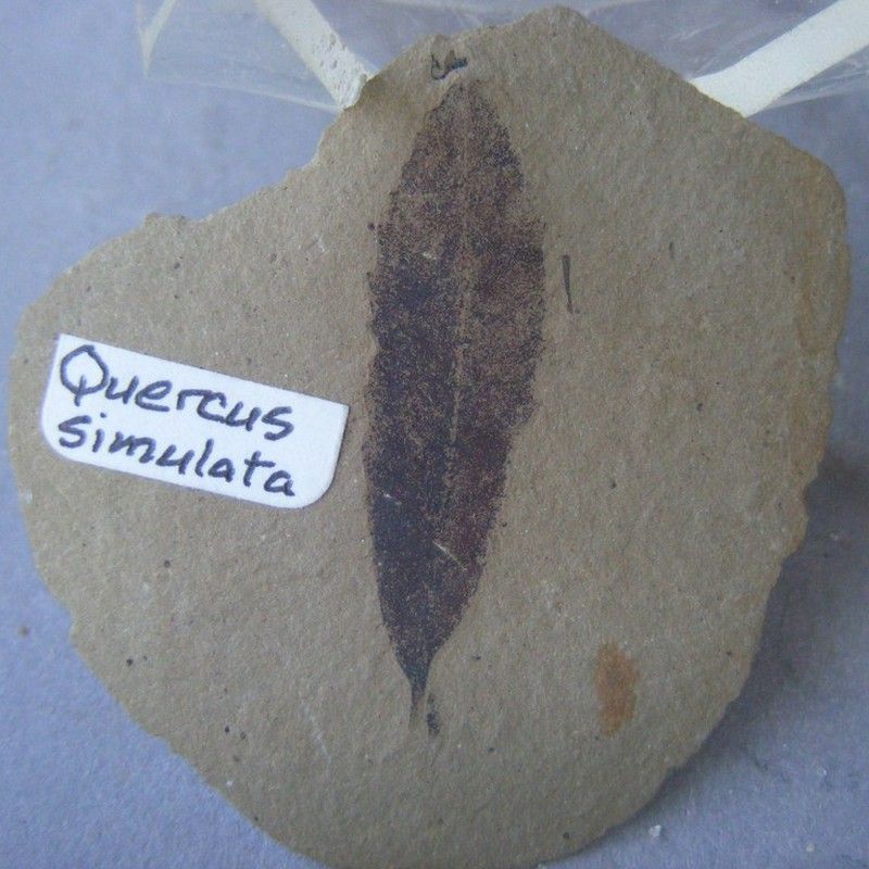 Quercus simulata (Hoja fósil) — litosphera