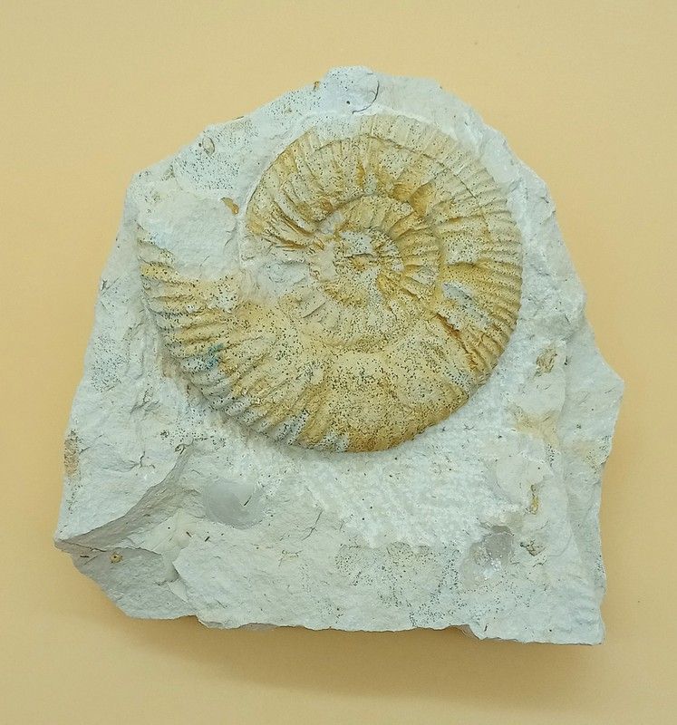 Ejemplar en matriz. Tamaño de la matriz: 120 mm de ancho por 121 mm de ...