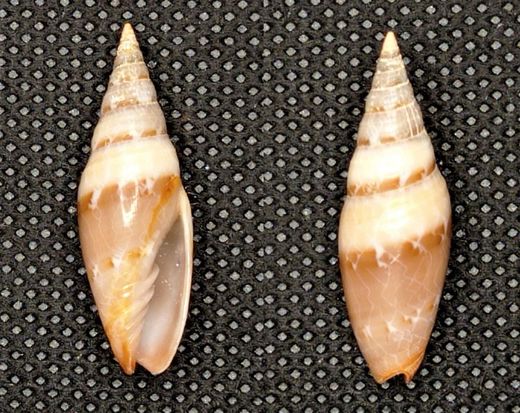 Swainsonia ocellata (2) — litosphera