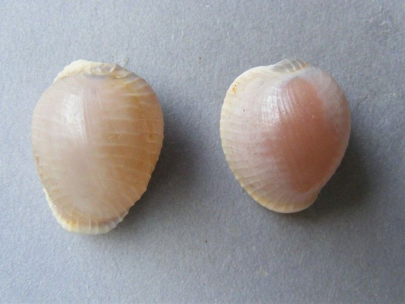 Trivia aperta — litosphera